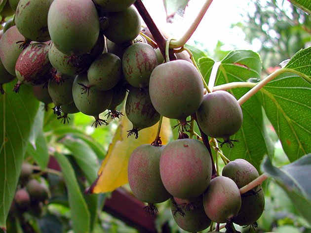 Выращивание актинидии в Ленинградской области: лучшие сорта для посадки ...