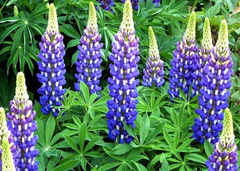 Люпин многолетний: посадка и уход за растением в саду