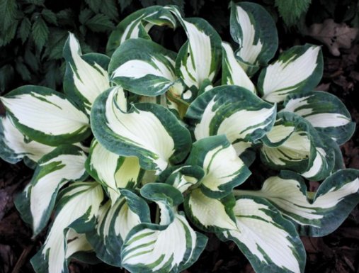 Тонкости по уходу и выращивании хосты - царицы ландшафтного дизайна