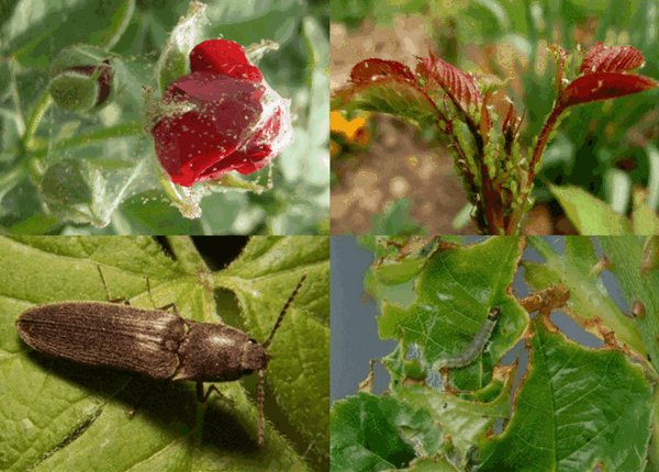 Роза Black Magic: описание, посадка и уход, фото