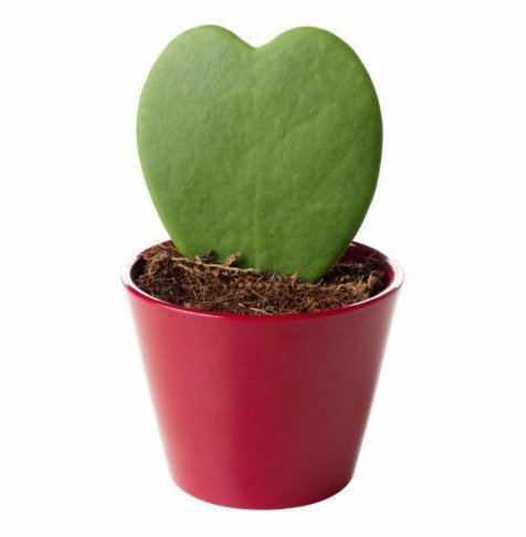 Хойя Керри: описание, посадка и уход в домашних условиях, фото