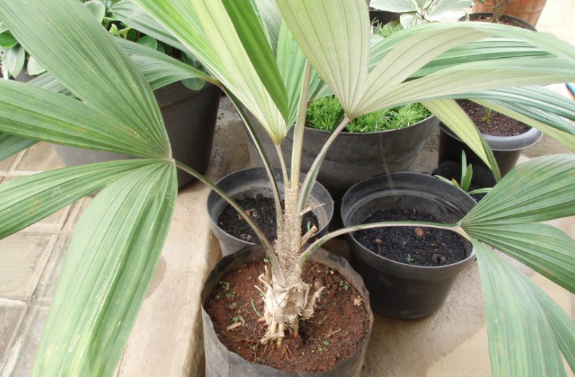 8 видов самых популярных комнатных пальм с фото и названиями