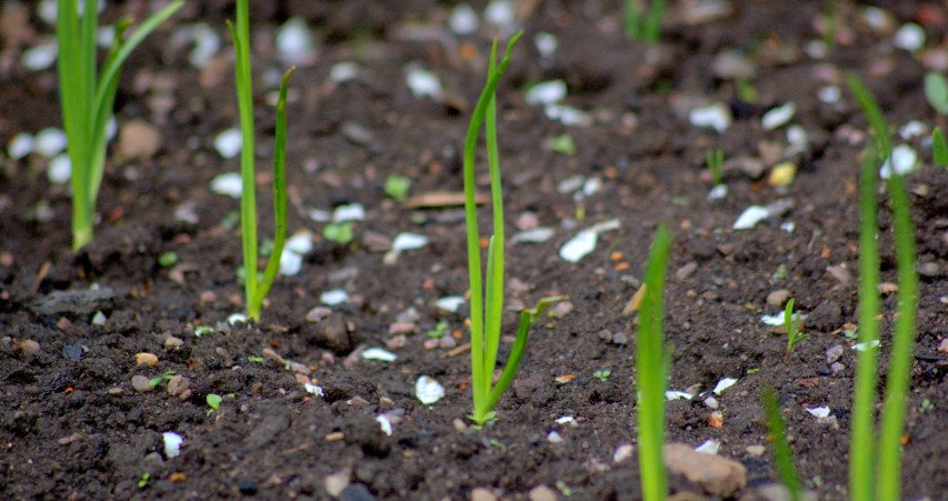 Лук «Коррадо»: описание характеристик. Посадка, уход и выращивание ...