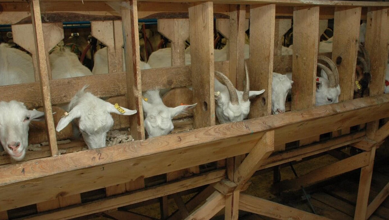 Как сделать кормушку для козы своими руками?